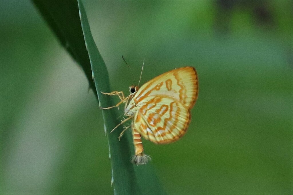 Comella laetifica from Pantai Pasir 6, Jayapura City, Papua, Indonesia ...