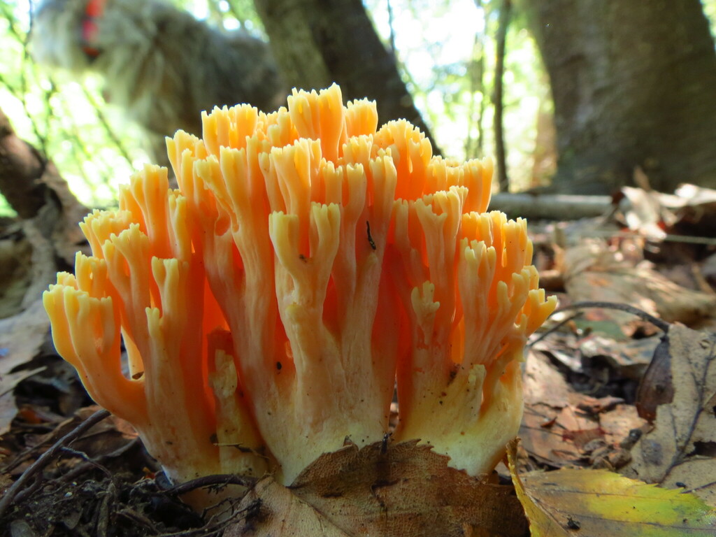 Coral Fungi from Dauphin County, PA, USA on August 31, 2011 at 10:18 AM ...