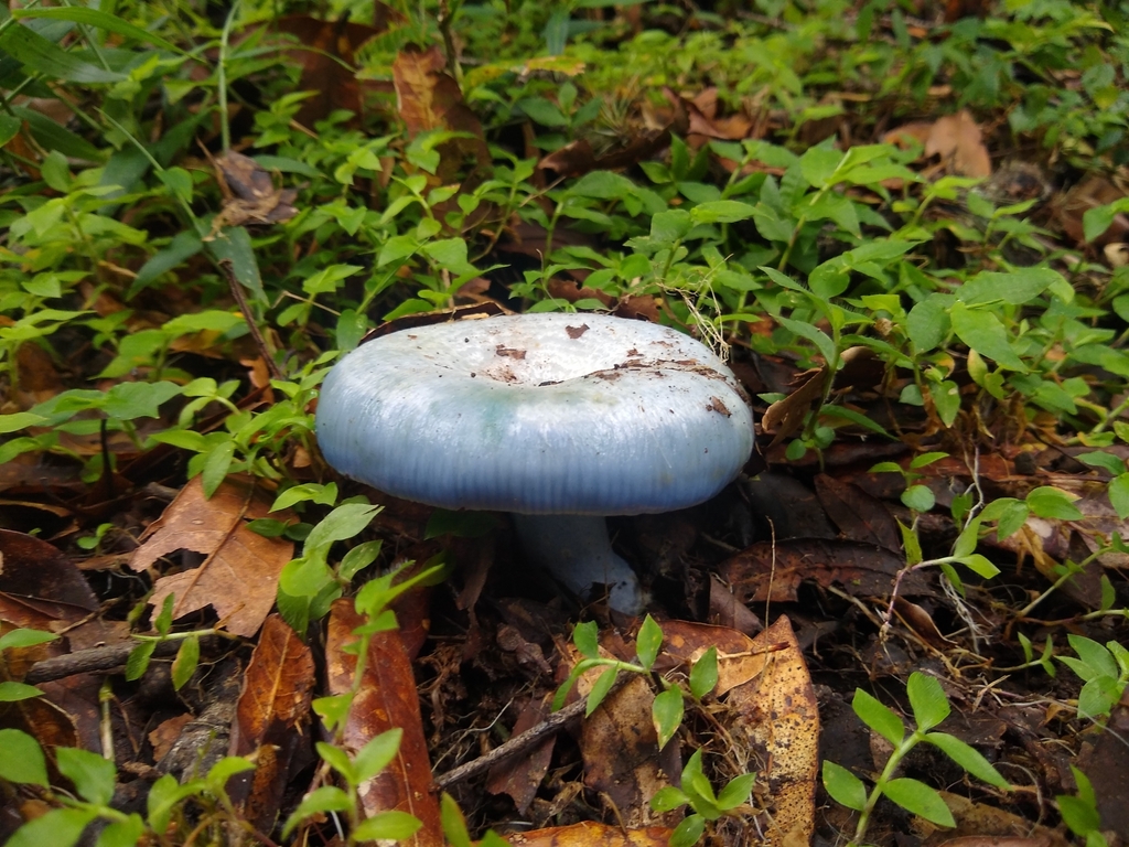 indigo milk cap from Santa Ana, CR-SJ, CR on August 07, 2022 at 01:11 ...