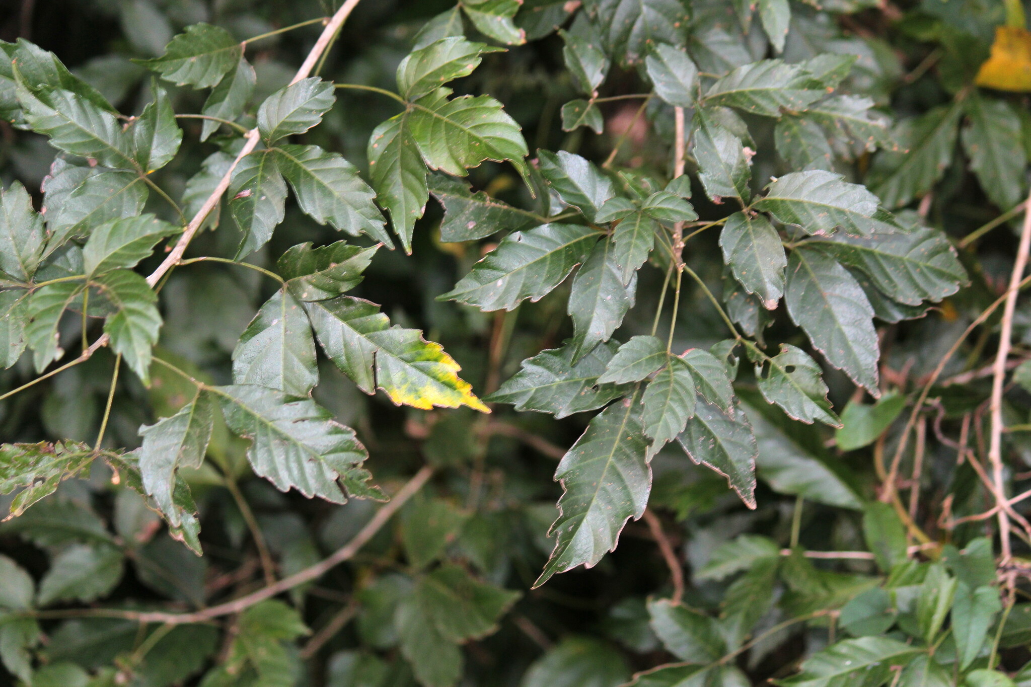 Allophylus africanus P.Beauv.