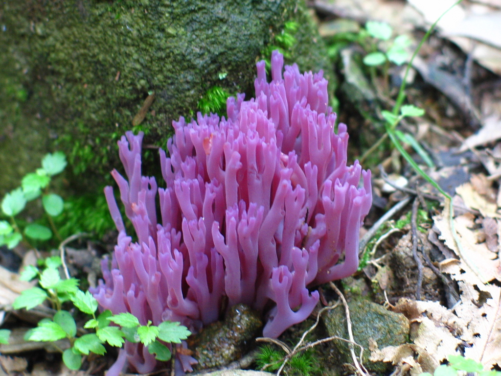 violet coral fungus from Dauphin County, PA, USA on July 01, 2004 at 02 ...
