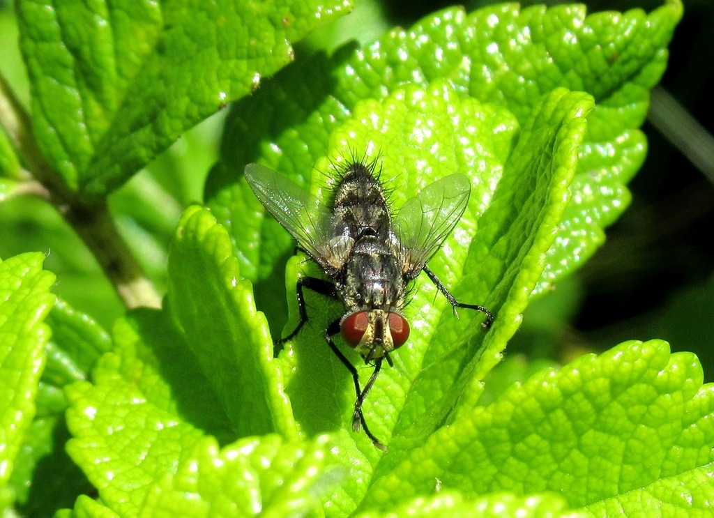 Exorista rustica from Жодино, Беларусь on August 07, 2022 at 01:13 PM ...