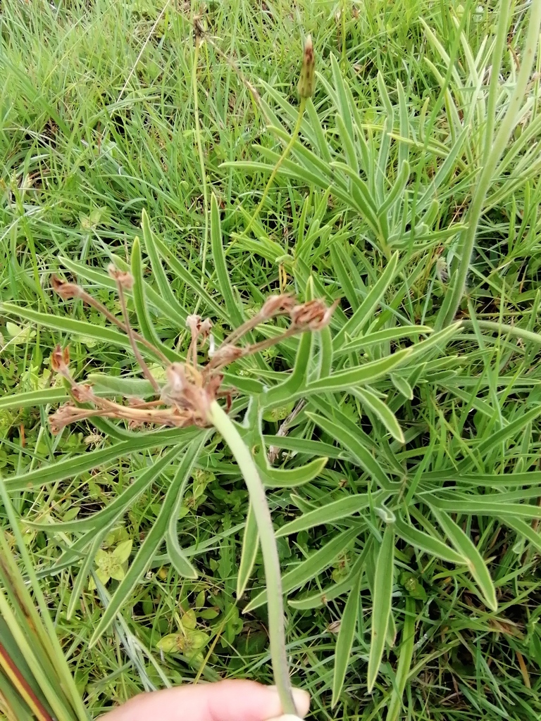 Lurid Storksbill from Stormberg District, South Africa on January 19 ...