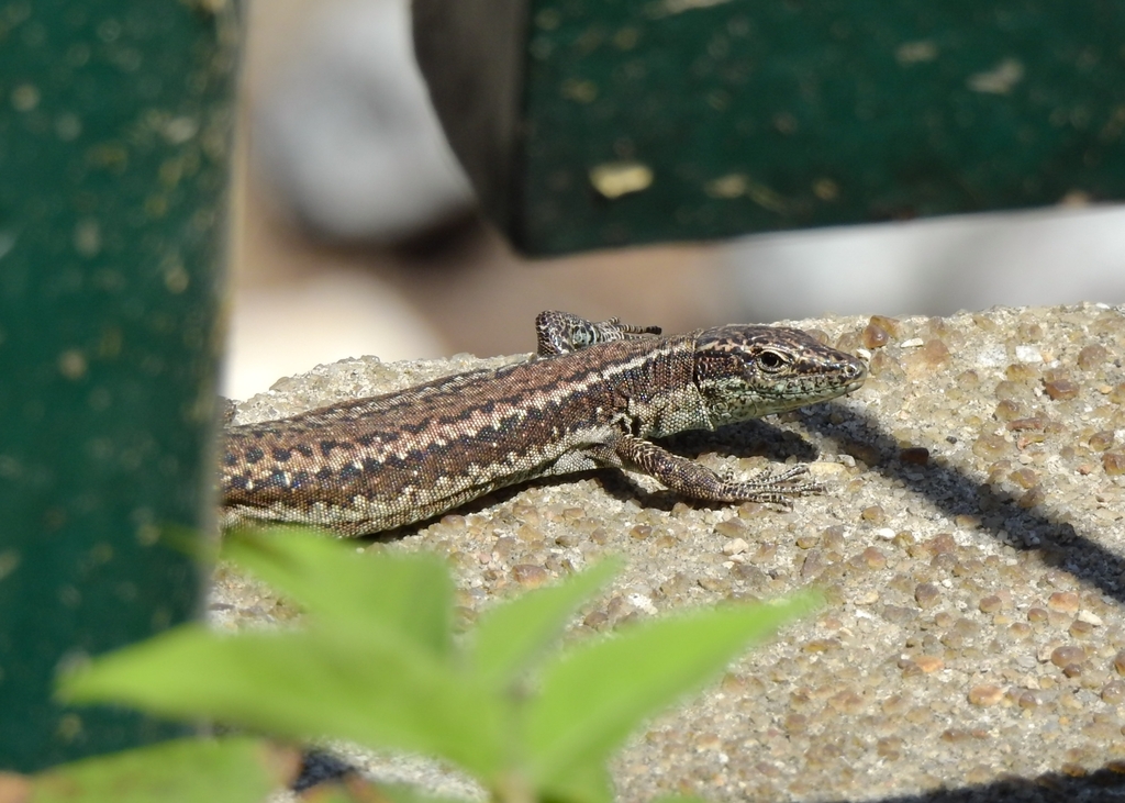 Madeira Lizard (Madeira) from 1350-352 Lisboa, Portugal on August 8 ...