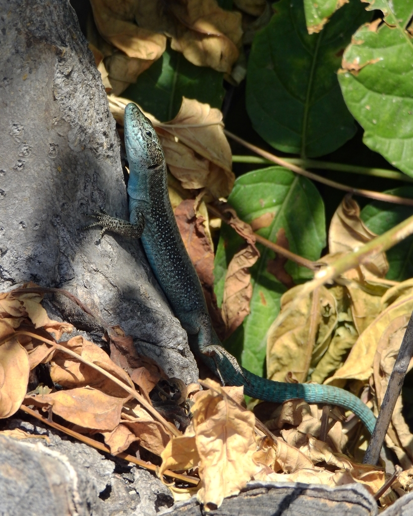 Madeira Lizard (Madeira) from Av. Infante Santo, 1350-178 Lisboa ...