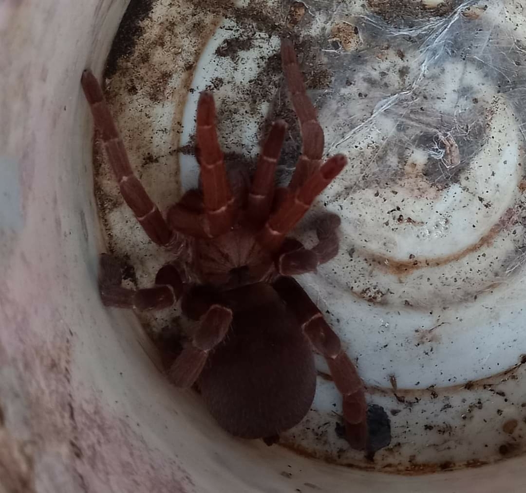 king baboon spider from Mere, Kenya on August 7, 2022 at 05:16 PM by ...