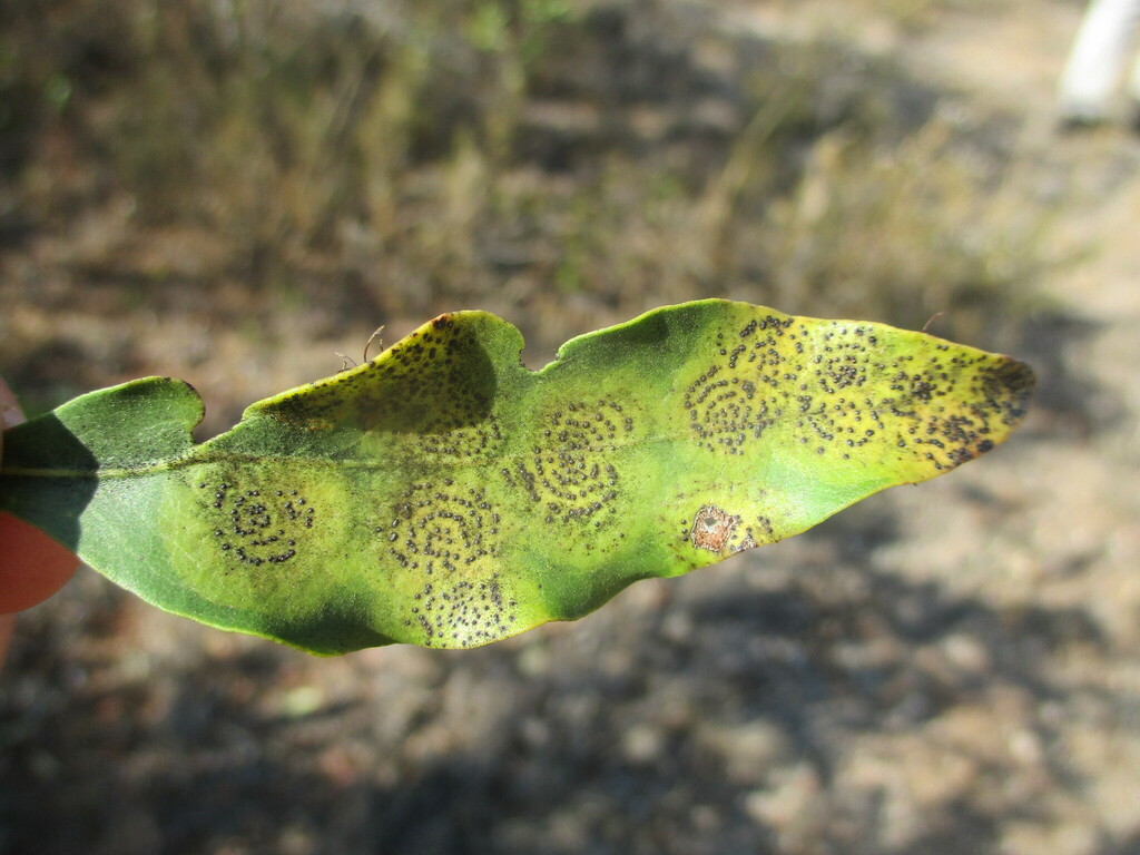 Gwarries from Serowe Botswana on August 07, 2022 by Botswanabugs. With ...