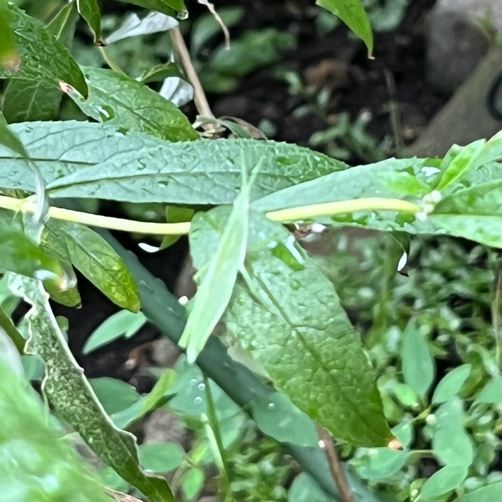 Atractomorpha lata (Mochulsky, 1866)