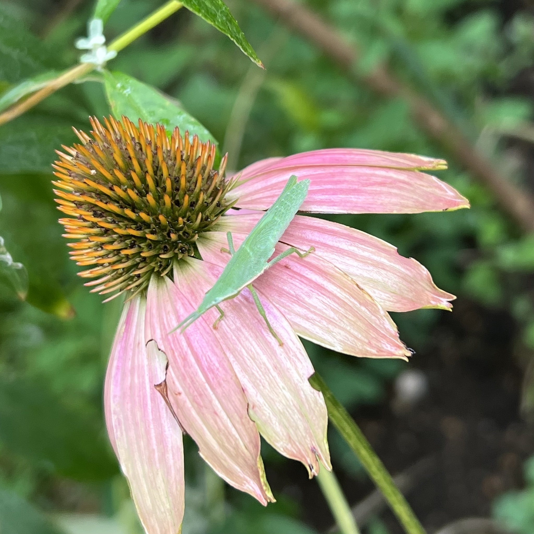 Atractomorpha lata (Mochulsky, 1866)