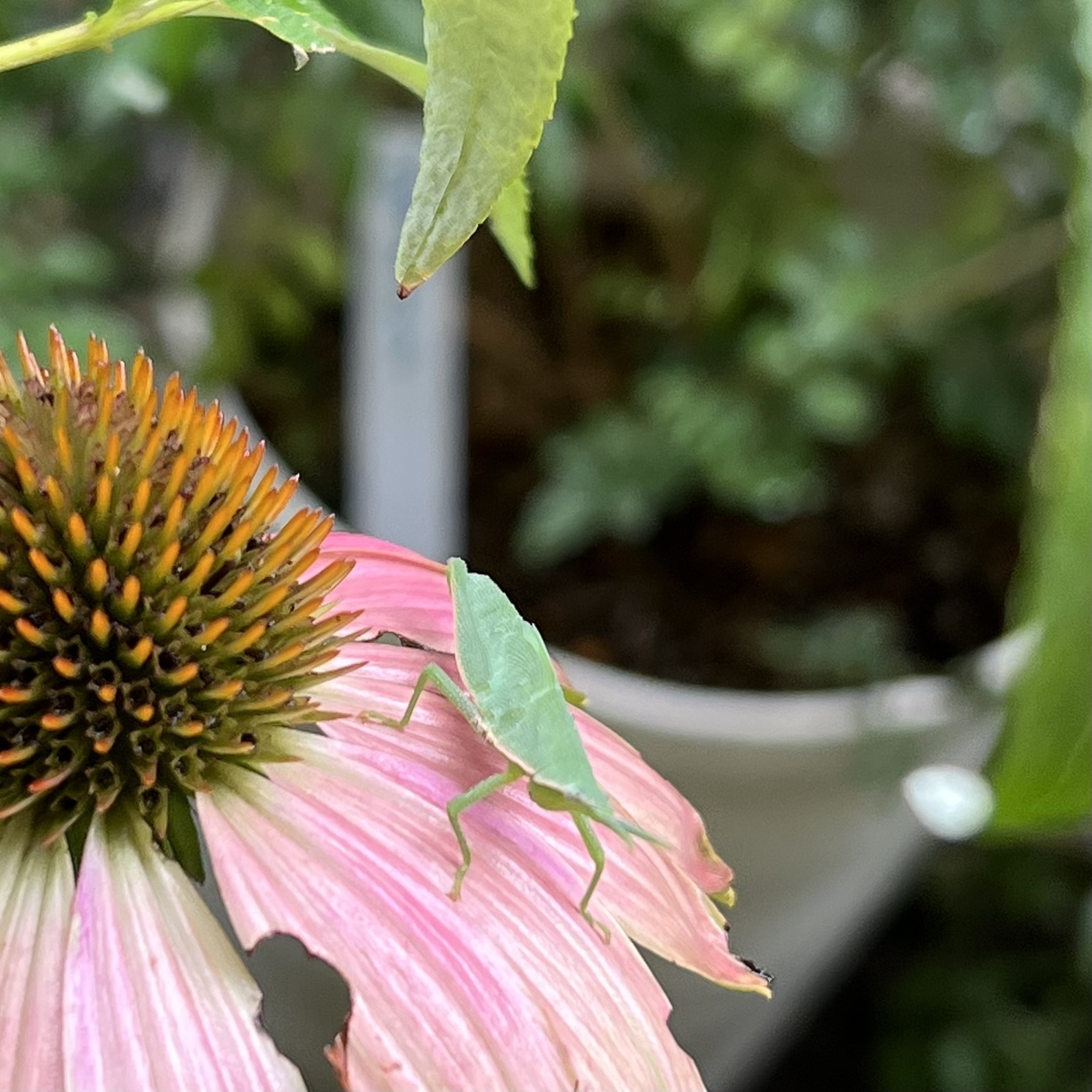 Atractomorpha lata (Mochulsky, 1866)