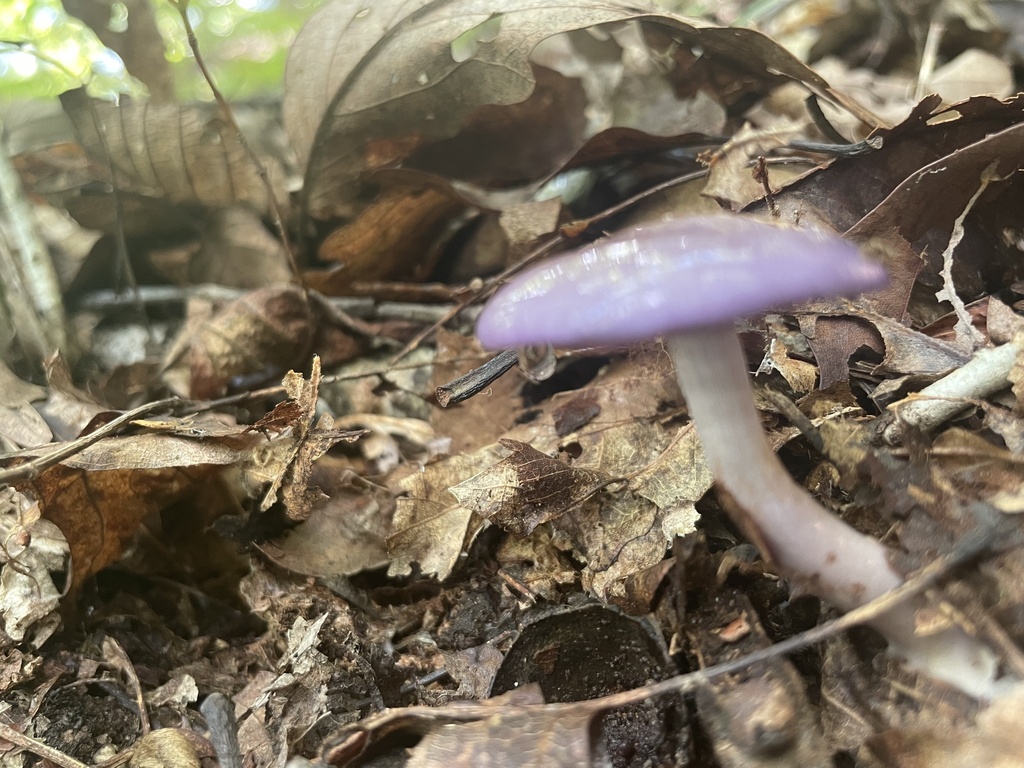 Viscid Violet Cort from Cherokee National Forest, Jonesborough, TN, US ...