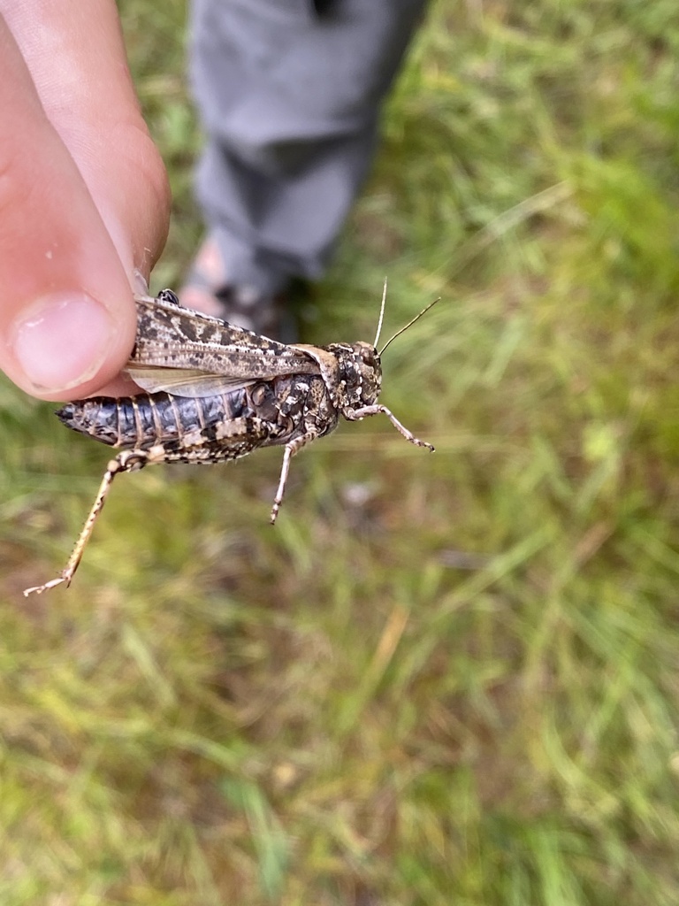 Angaracris barabensis from Khövsgöl, MN on July 25, 2022 at 01:28 PM by ...