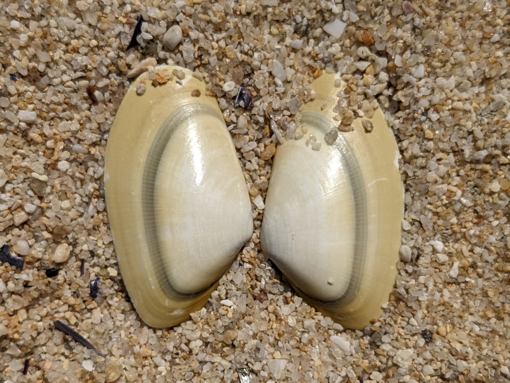 Banded Wedge Shell from Aristotelis 630 74, Görögország on August 05 ...