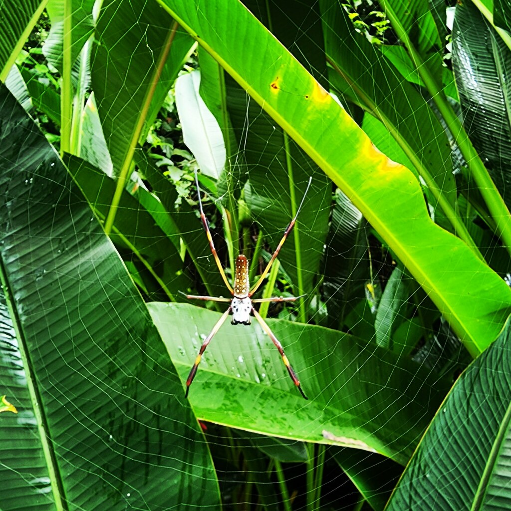 Golden Silk Spider from Quarry Heights, Panamá on August 7, 2022 at 09: ...