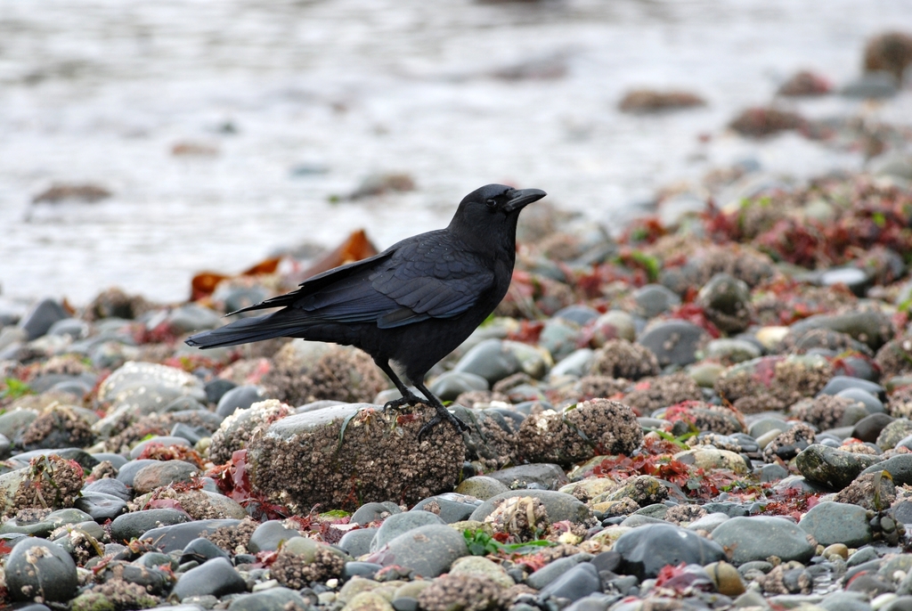 American Crow from Seattle, WA on August 18, 2008 by Minette Layne ...