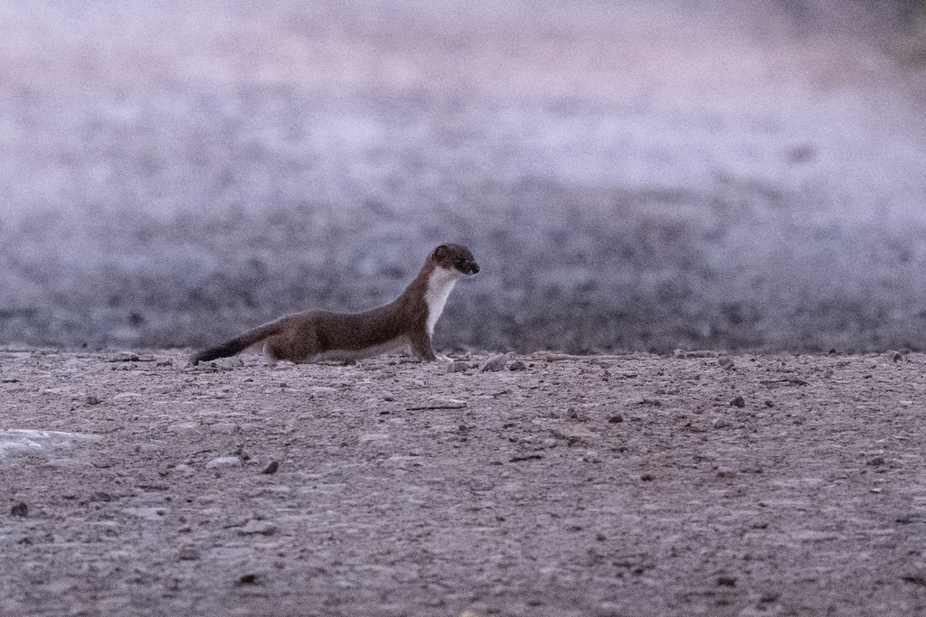 Eurasian Stoat from Lancashire, England, United Kingdom on July 27 ...