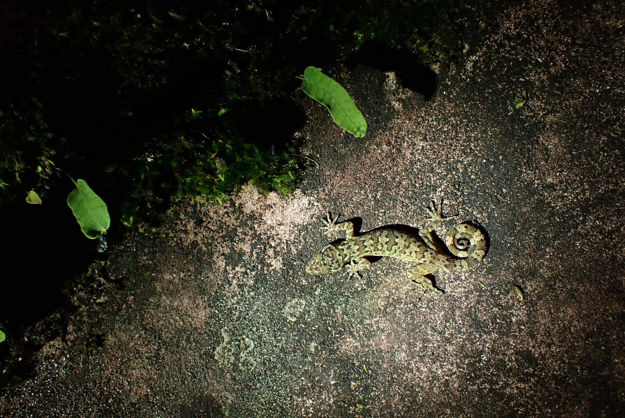 Cyrtodactylus interdigitalis Ulber, 1993