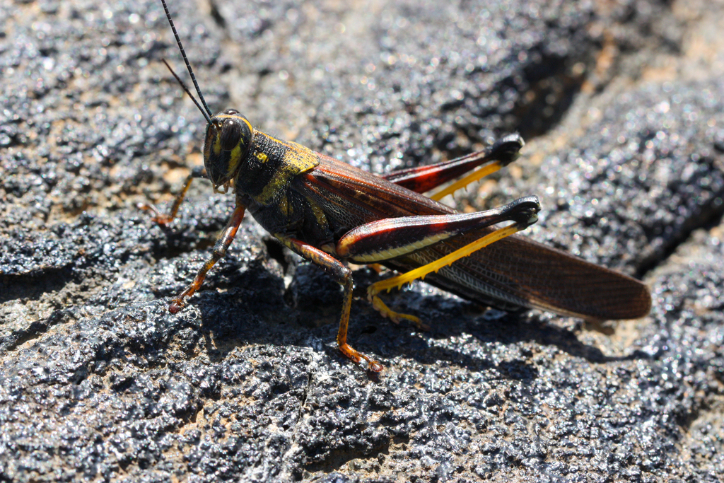 Large Painted Locust from Bartolomé Island, Ecuador on July 23, 2022 at ...