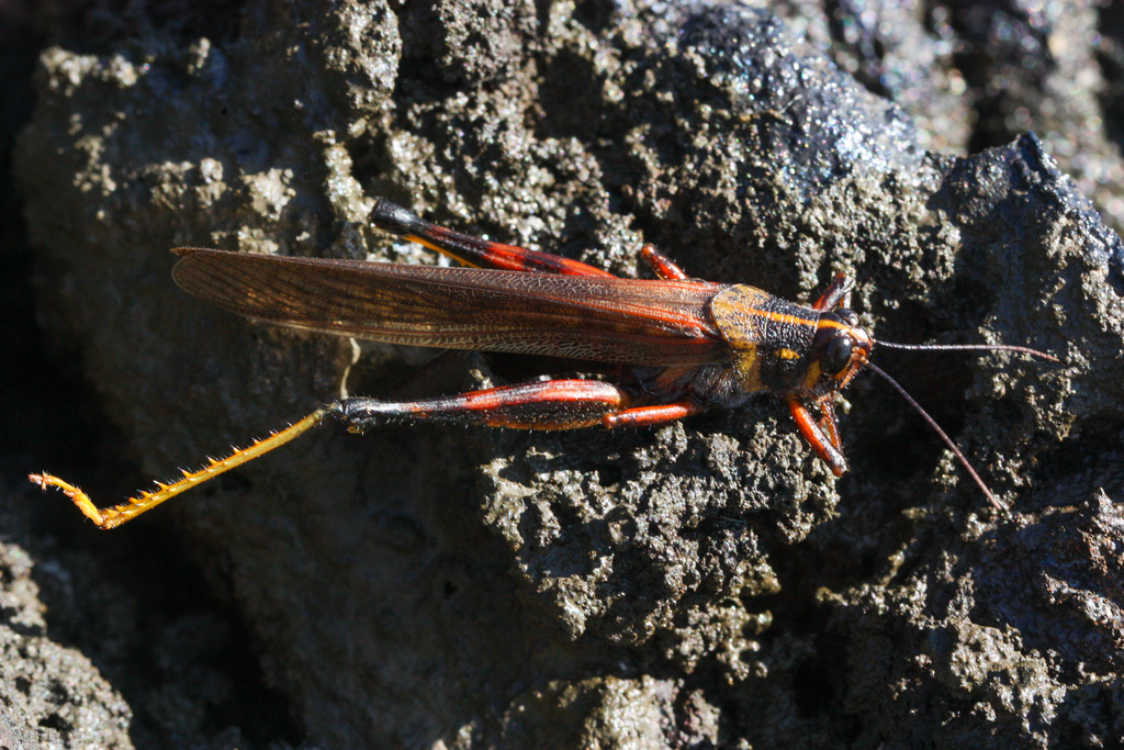 Large Painted Locust from Bartolomé Island, Ecuador on July 23, 2022 at ...