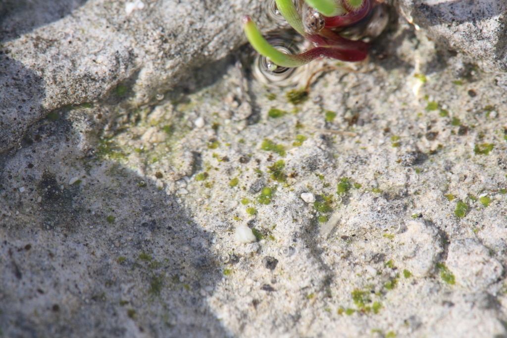 (Austroriella salta) - Botanical Realm