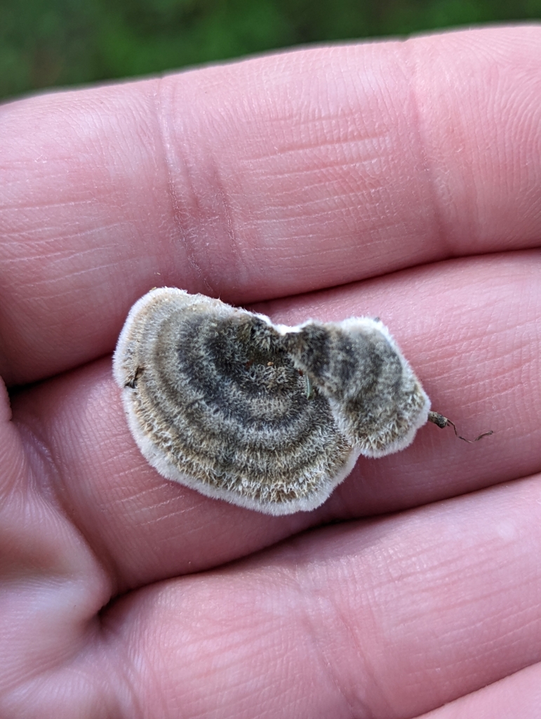 turkey-tail from Washington Township, IN, USA on August 08, 2022 at 10:23 AM by Kevin Young ...