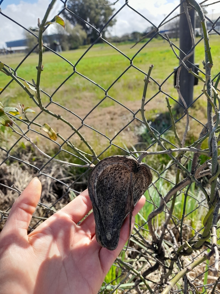 Moth Vine from Calgagno Y Auxiliar Ruta 101, 15000 Ciudad de la Costa ...