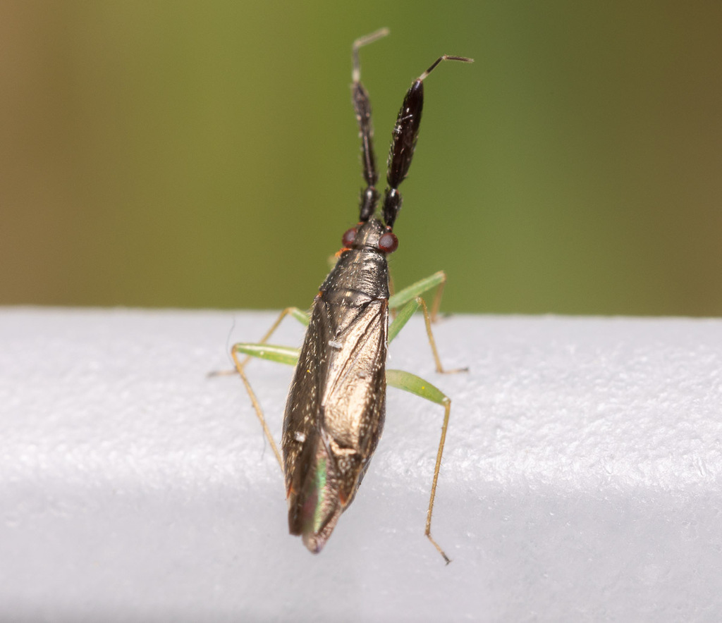 Common Flathorn Plant Bug from Lauttasaari, ruderaatti, Helsinki ...