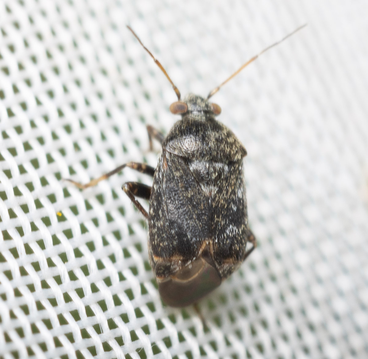 Charagochilus Fieber, 1858