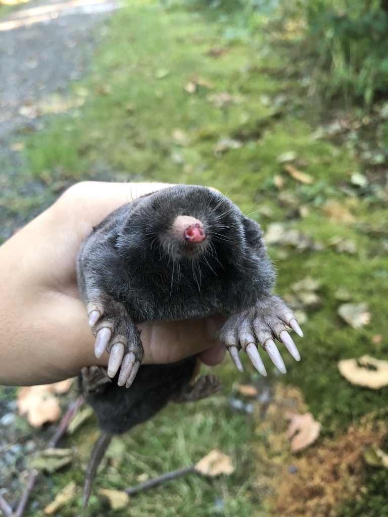 Townsend's Mole from Cedar Falls Rd SE, North Bend, WA, US on August 8 ...
