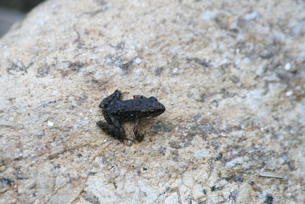Iberian Frog from Vale de Cambra, 3730, Portugal on August 06, 2022 at ...