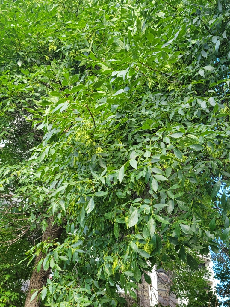 green ash from Winnipeg, MB R3C 0X6, Canada on August 8, 2022 at 08:33 ...