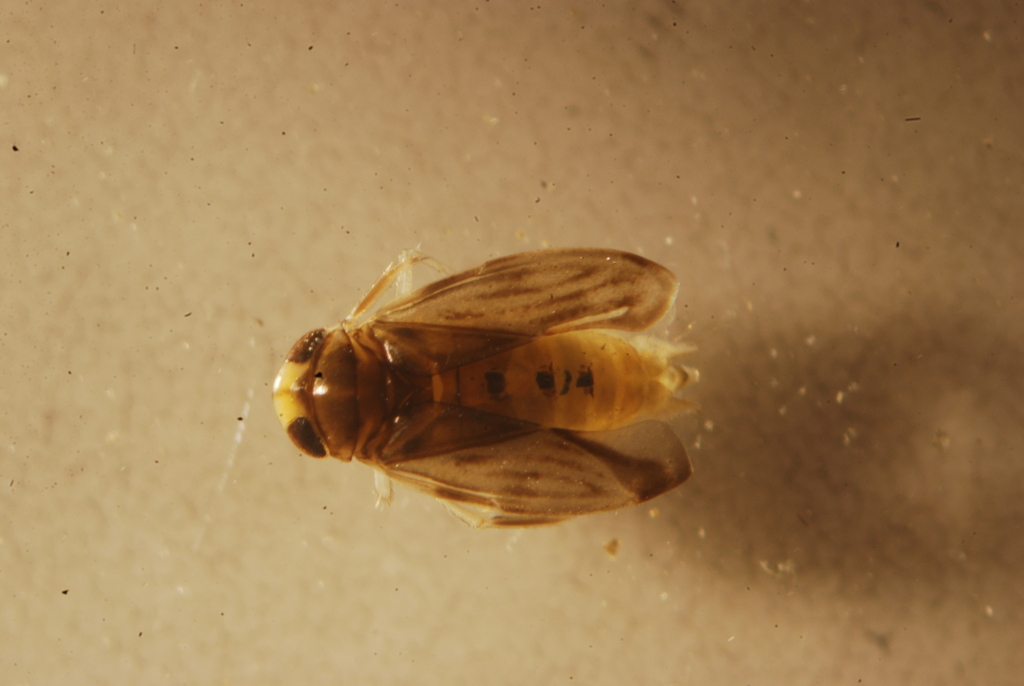 Micronecta from 台灣花蓮縣 on July 10, 2022 by Yuchen Huang · iNaturalist