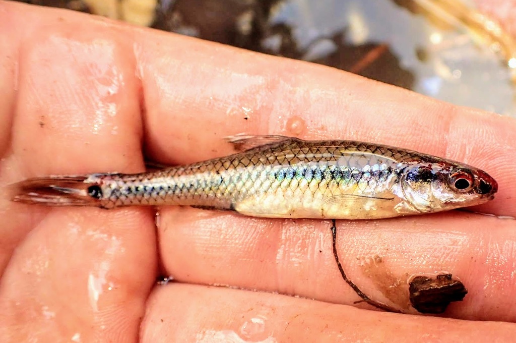 Taillight Shiner (Notropis maculatus) - Marine Life Identification