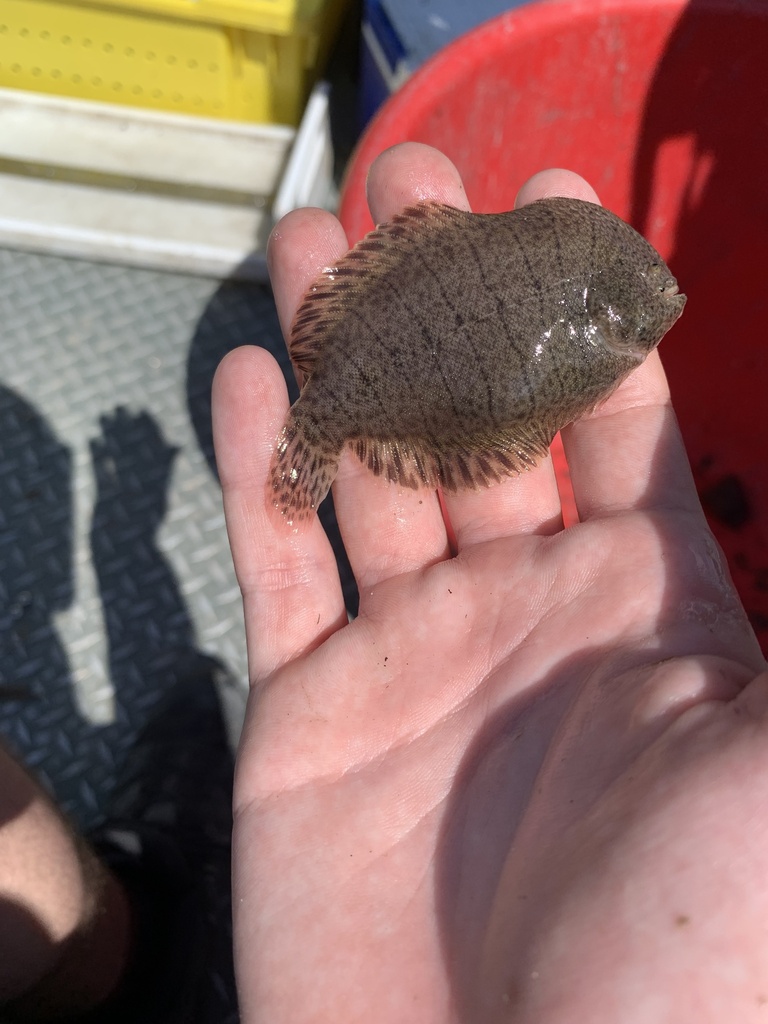 Hogchoker from Blackbird Creek, Townsend, DE, US on August 08, 2022 at ...