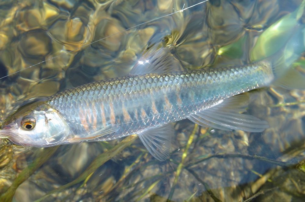 Zacco platypus (Animal Crossing Guide) · iNaturalist