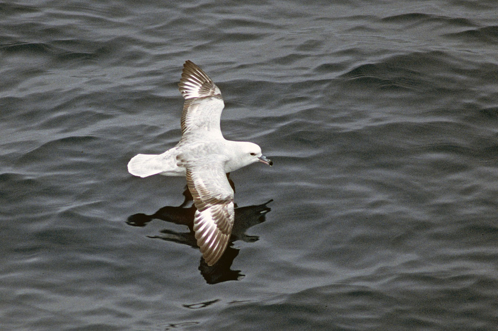 Southern Fulmar · Silbersturmvogel · Fulmar Argenté (HX - Common ...