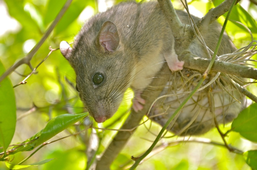 Eastern Woodrat (Neotoma floridana) - Know Your Mammals