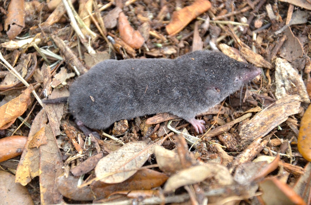 Everglades Short-tailed Shrew from Titusville, FL, USA on June 20, 2012 ...