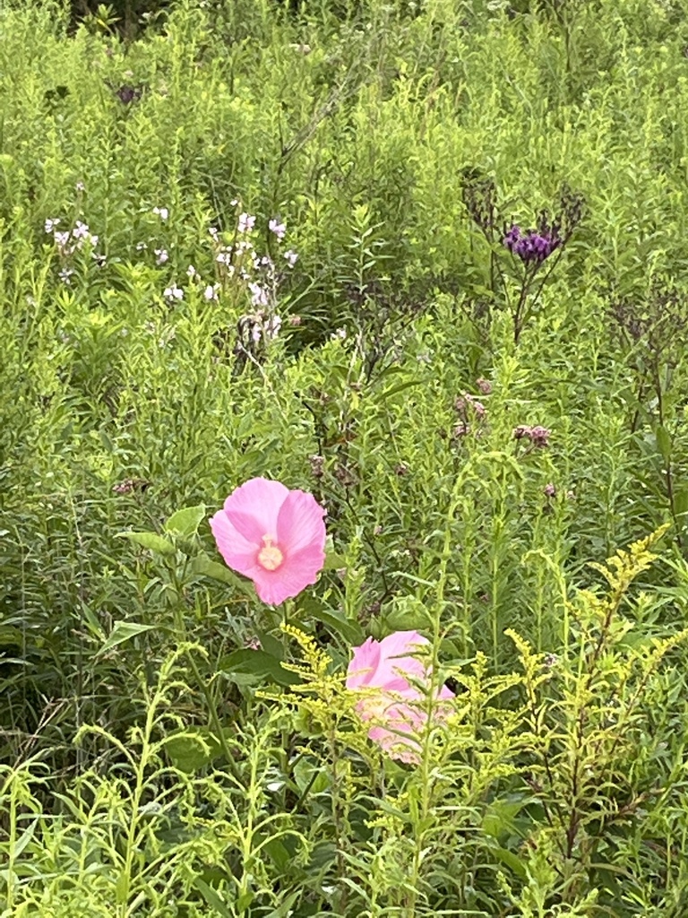 swamp rose mallow from Sandy Ridge Reservation, North Ridgeville, OH ...