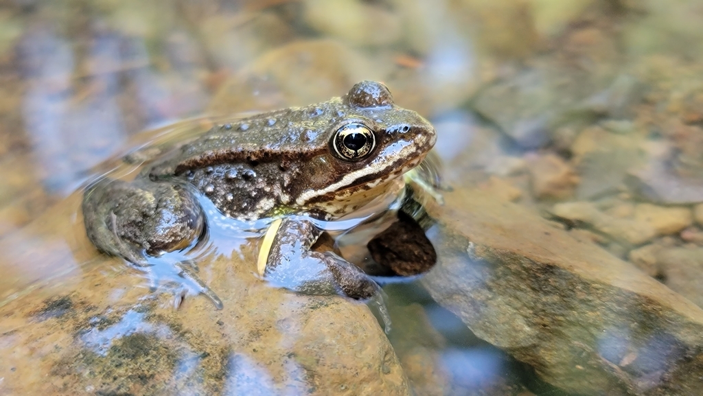 Cascades Frog in August 2022 by carman97 · iNaturalist
