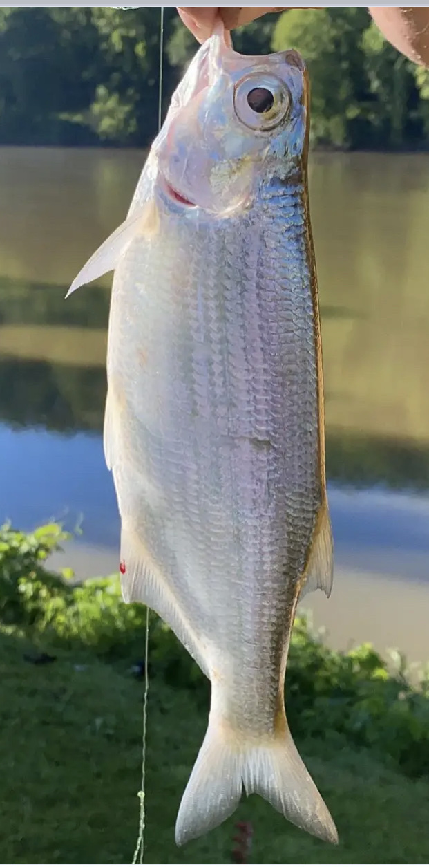 Hiodon Lesueur, 1818