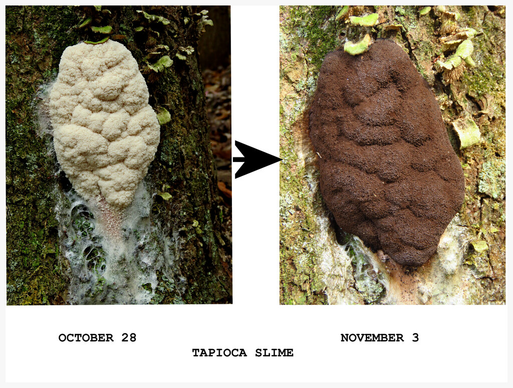 Tapioca Slime Mold from Dauphin County, PA, USA on October 28, 2019 at ...