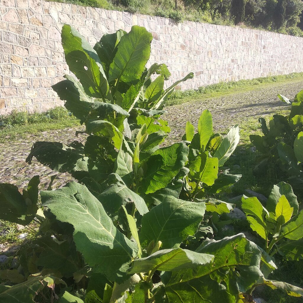 fiberglass plant from Silao de la Victoria, Guanajuato, Mexico on ...