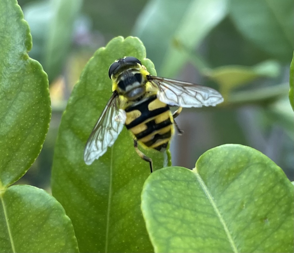 Yellow-haired Sun Fly from Görbelmoosstraße, München, Bayern, DE on ...