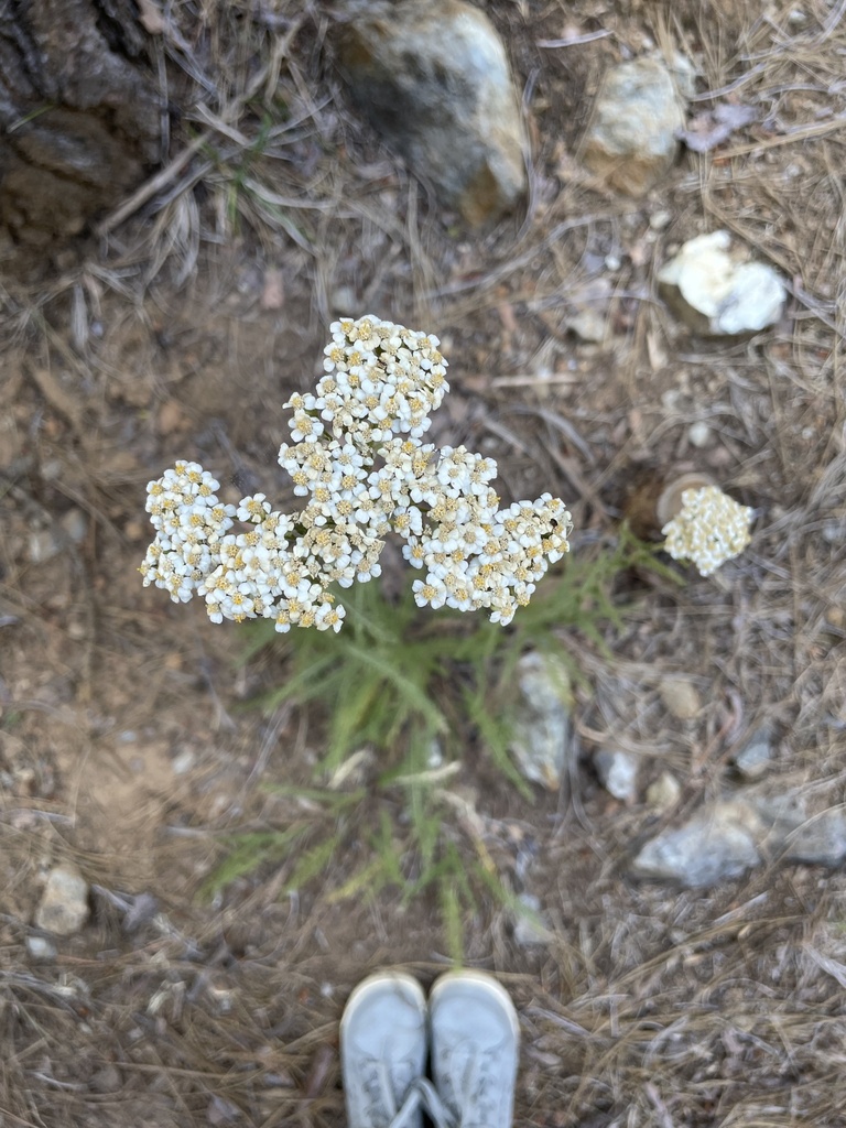common yarrow from Plumas National Forest, Meadow Valley, CA, US on ...