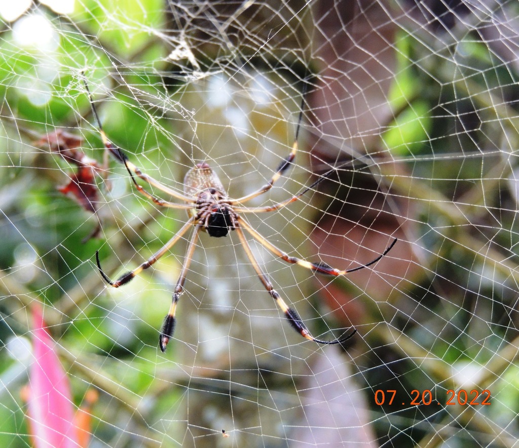 Golden Silk Spider from Panama on July 20, 2022 at 02:56 PM by ...
