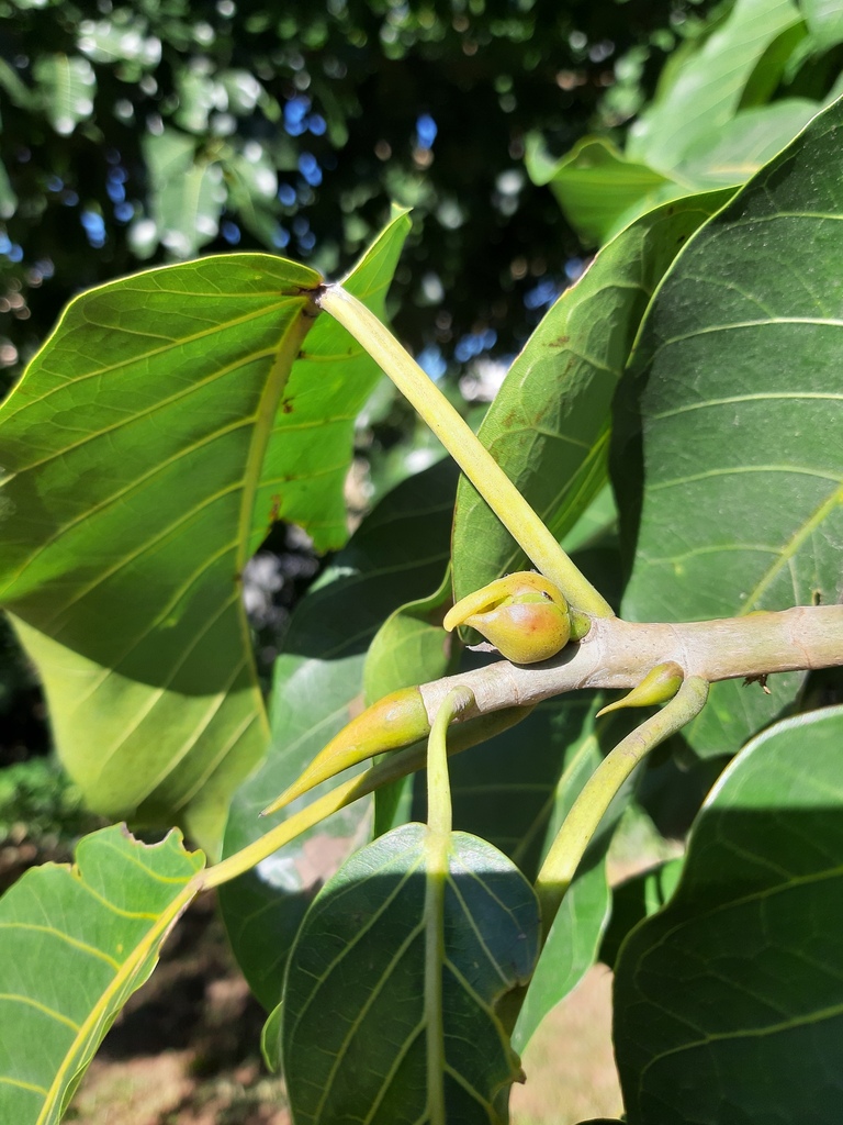 (Ficus enormis) - Botanical Realm