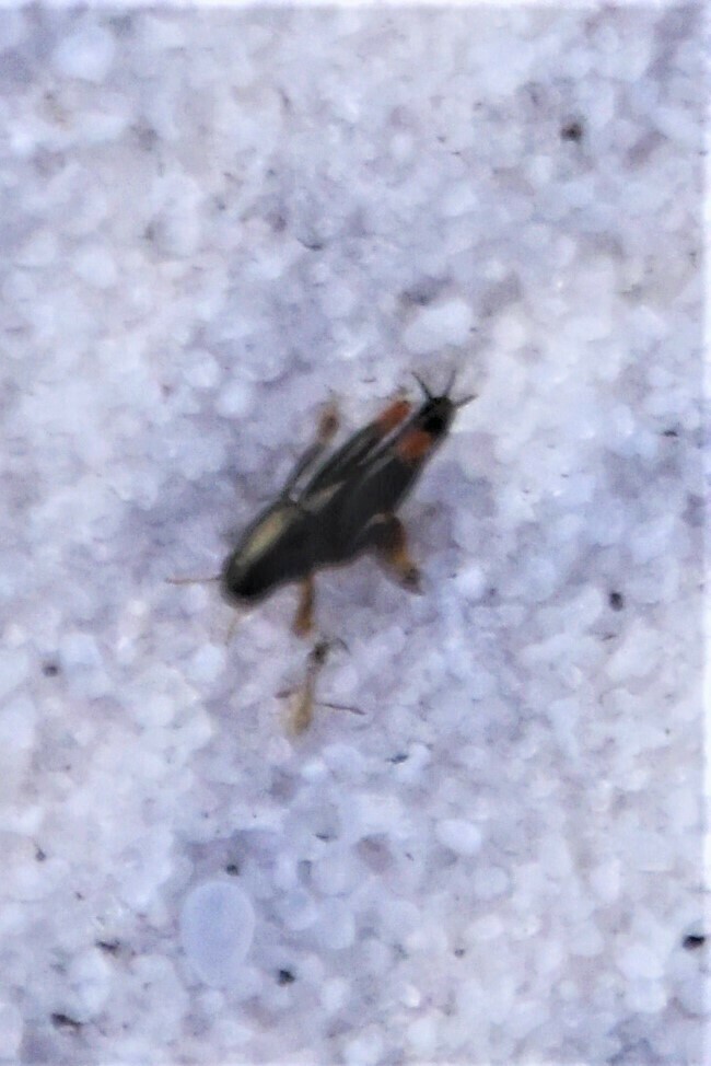 Archbold Pygmy Mole Cricket from marion creek wma on August 08, 2022 by ...