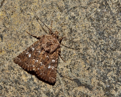 Anarta mendax · iNaturalist