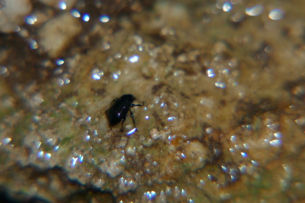 Riffle Beetles from Provincia autonoma di Trento, Italia on August 08 ...